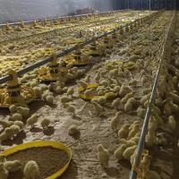 China 14 Grids 72mm Ground Broiler Chicken Shed Construction for sale