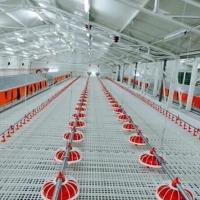 China Durable Chicken Duckling Poultry Slat Flooring for sale
