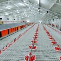 China Duck Broiler 100% PP UV Poultry Slat Flooring for sale