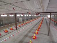 China Automatic Bell Drinker For Poultry for sale