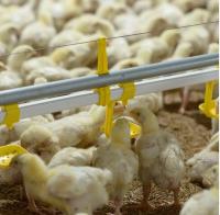 China Automatic Bell Drinker For Poultry for sale