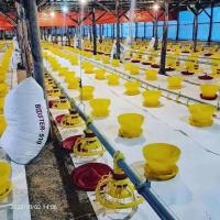 China Poultry Farm Automatic Chicken Drinkers And Feeders for sale