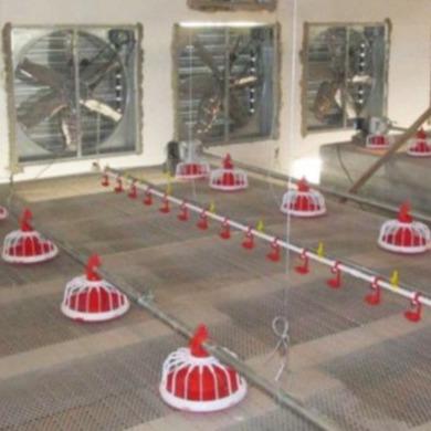 China 20 Birds/M² 300g Automatic Pan Feeding System for sale