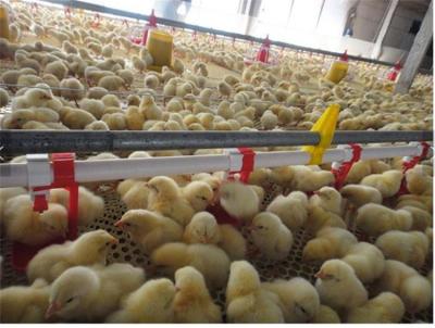China Broiler Automatic Poultry Drinker Nipple Cup Drinker System for sale