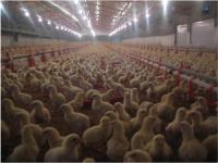 China Plastic Poultry Nipple Drinker For Broiler Chicken for sale