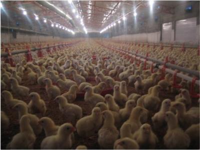 China Plastic Poultry Nipple Drinker For Broiler Chicken for sale