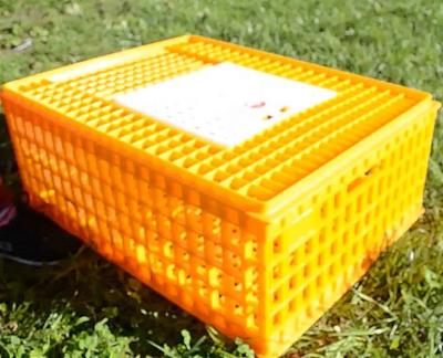 China Live 12.25 Inch PE Duck Transport Crates For Chickens for sale