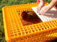 China Live 12.25 Inch PE Duck Transport Crates For Chickens for sale