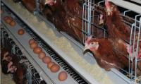 China 8/10/13 Thickened Pvc Chicken Feeder Trough Poultry House Accessories for sale