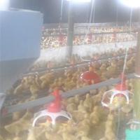 China Al-Zn Coating 1.5mm Automatic Duck Feeder For Farm House Equipment for sale
