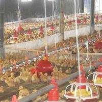 China Al-Zn Coating 1.5mm Automatic Duck Feeder For Farm House Equipment for sale