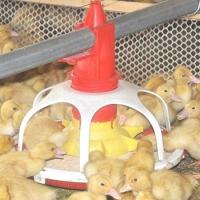 China Al-Zn Coating 1.5mm Automatic Duck Feeder For Farm House Equipment for sale