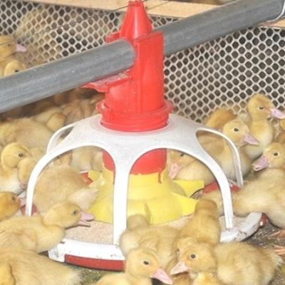 China Al-Zn Coating 1.5mm Automatic Duck Feeder For Farm House Equipment for sale