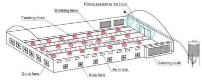 China 150kg Poultry Feed Line Automatic Broiler Feeding System for sale