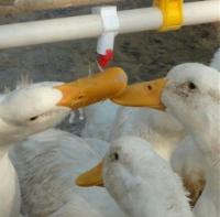China Farming Equipment Pp Pan Feeders For Poultry for sale
