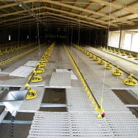 China Complete Auto Broiler Poultry Farm System For Chicken Water for sale