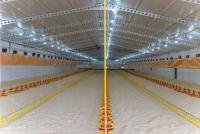 China Automatic Feeder Chickens Odm Poultry Feed Line for sale