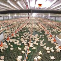 China Automatic Feeder Chickens Odm Poultry Feed Line for sale