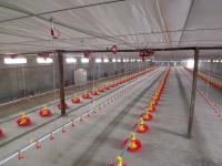 China Poultry Farm Automatic Pan Feeding System Floor Raising For Chicken Broiler Breeder for sale