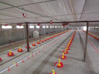 China Poultry Farm Automatic Pan Feeding System Floor Raising For Chicken Broiler Breeder for sale