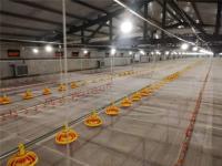 China Poultry Farm Automatic Pan Feeding System Floor Raising For Chicken Broiler Breeder for sale