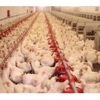 China Automatic Stainless And Polypropylene 360mm Broilers Feeding System for sale