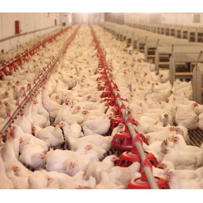 China Automatic Stainless And Polypropylene 360mm Broilers Feeding System for sale