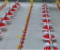 China Automatic Stainless And Polypropylene 360mm Broilers Feeding System for sale