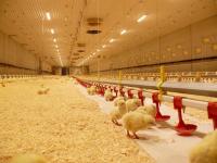 China Nipple Drinking System Odm Broiler Poultry Equipment For Farm for sale