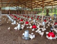 China Nipple Drinking System Odm Broiler Poultry Equipment For Farm for sale