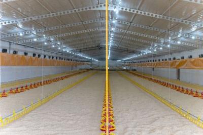 China Automatic Feeding Chicken Nipple Drinker System Ground Breeding for sale