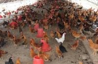 China Automatic Feeding Chicken Nipple Drinker System Ground Breeding for sale