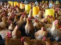 China Automatic Feeding Chicken Nipple Drinker System Ground Breeding for sale