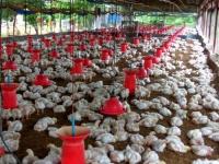 China Automatic Feeding Chicken Nipple Drinker System Ground Breeding for sale
