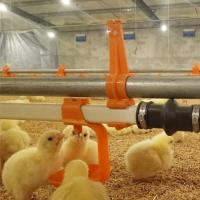 China Dia 26.7mm Poultry Farm Equipment Water Line Galvanized Steel 25mm Support Pipe for sale
