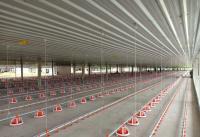China Drinking Automatic Chicken Feeding System For Chicken Poultry Farming Equipment for sale