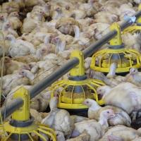 China Chicken Drinking Automatic Pan Feeding System For Poultry Farming Equipment Machine for sale