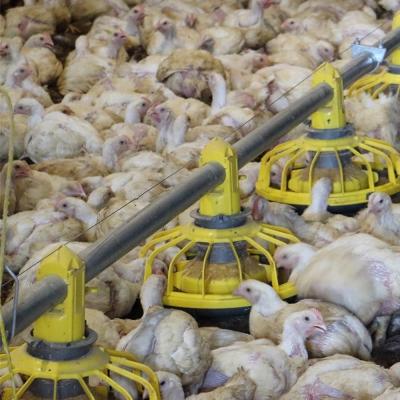China Chicken Drinking Automatic Pan Feeding System For Poultry Farming Equipment Machine for sale