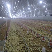 China Poultry Farming Chicken Feeder Equipment Long Life for sale