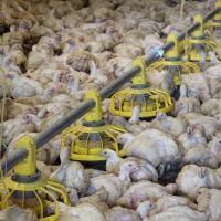 China 50 Broiler Chicken Fully Automatic Pan Feeding System for sale