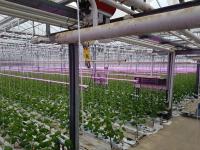China Greenhouse Plant 750nm 320 Watt LED Grow Light For Starting Vegetable Seeds for sale
