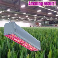 China Horticulture LED Supplemental Grow Lights AC 100V Lm301b 600w UV Light for sale