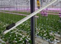 China Greenhouse Vegetable Seedling Grow Lights / Aluminum Plant Light 2.9μmol/J 660nm for sale