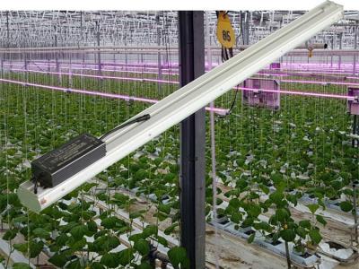 China Greenhouse Vegetable Seedling Grow Lights / Aluminum Plant Light 2.9μmol/J 660nm for sale