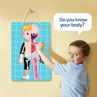 China Kids Early Educational Learning Toys Human Organs Model 48Pcs For Boys Girls 3 4 5 6 7 8 for sale