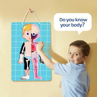 China Kids Early Educational Learning Toys Human Organs Model 48Pcs For Boys Girls 3 4 5 6 7 8 for sale