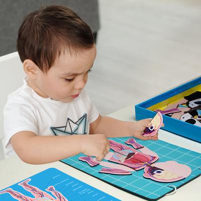 China Human Body Model Realistic Human Anatomy Display Toys 48 Pieces Grades 3+ Ages 8+ for sale