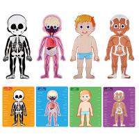 China Human Body Anatomy Learning Magnetic Puzzle Toy for Ages 3-8 Kids 48Pcs with Box for sale