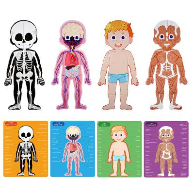 China Human Body Anatomy Learning Magnetic Puzzle Toy for Ages 3-8 Kids 48Pcs with Box for sale