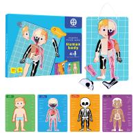 China Human Body Anatomy Learning Magnetic Puzzle Toy for Ages 3-8 Kids 48Pcs with Box for sale